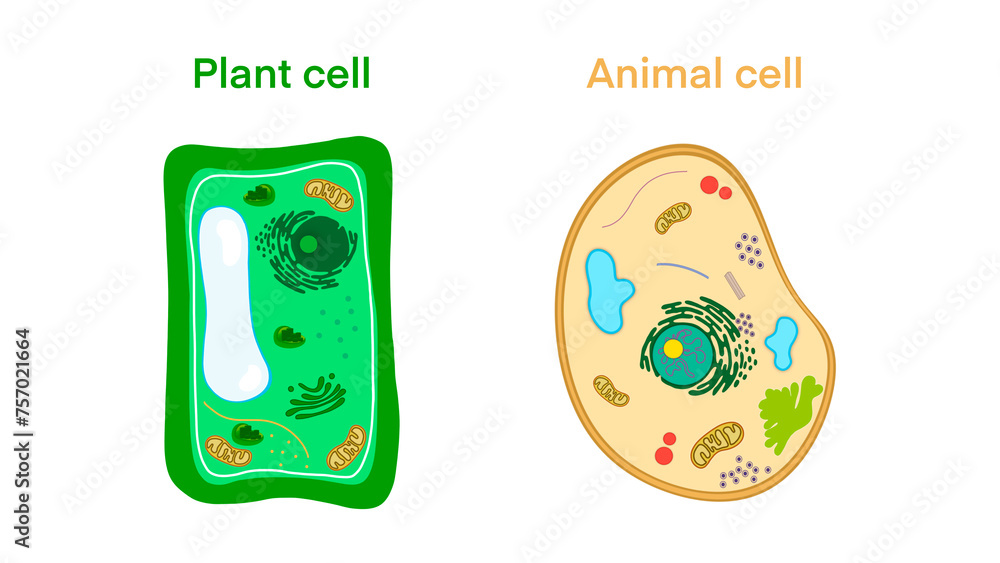 Plant cell and Animal cell structure, The structure of a plant cell and ...