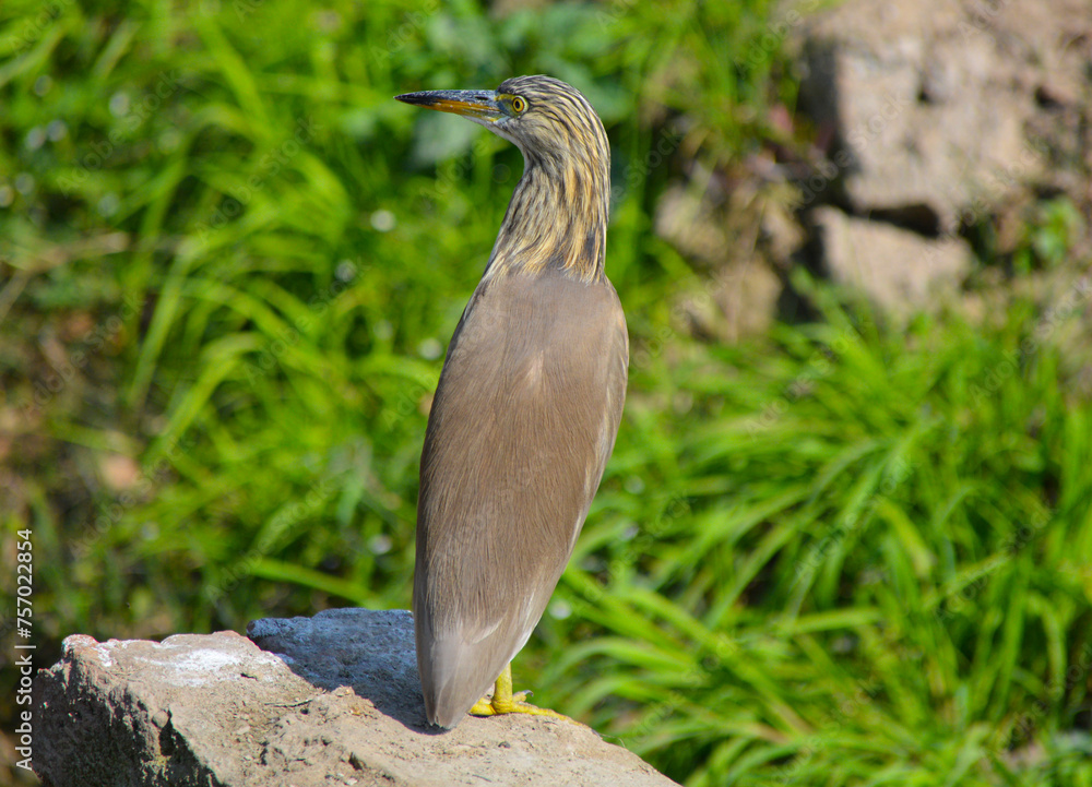 Indian Pond Heron (Ardeola grayii ) in the nature swamp habitat. Brown ...