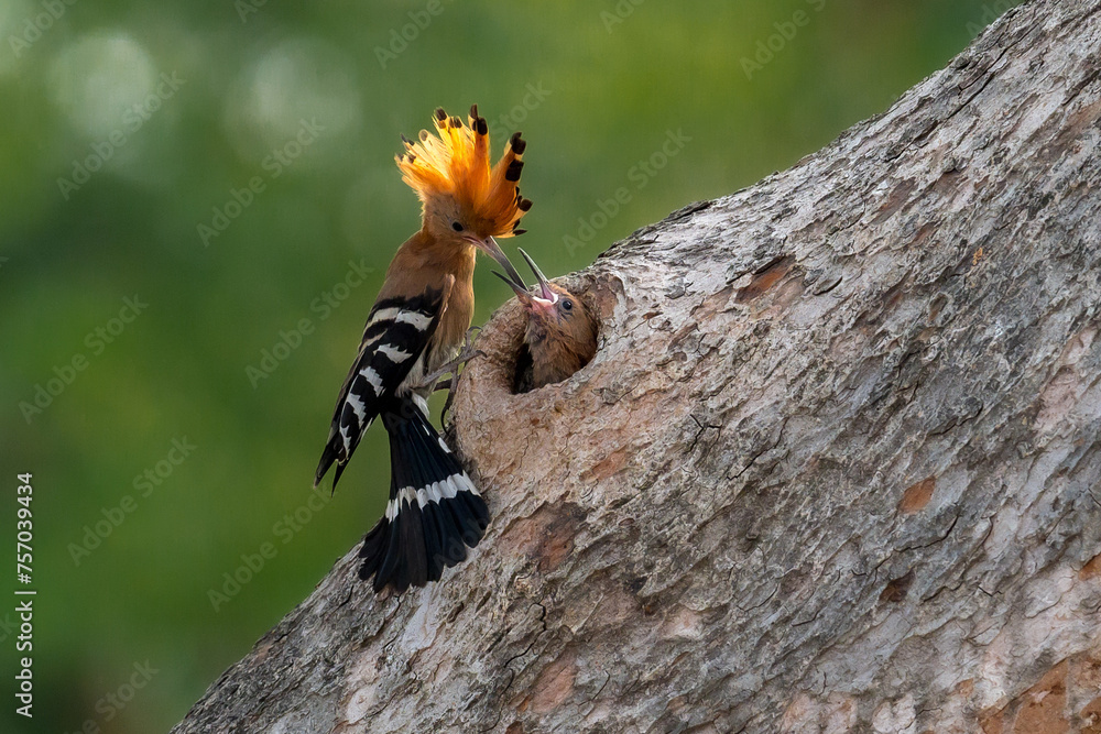 Common Hoopoe, Hoopoe (Upupa epops) The body has light brown stripes ...