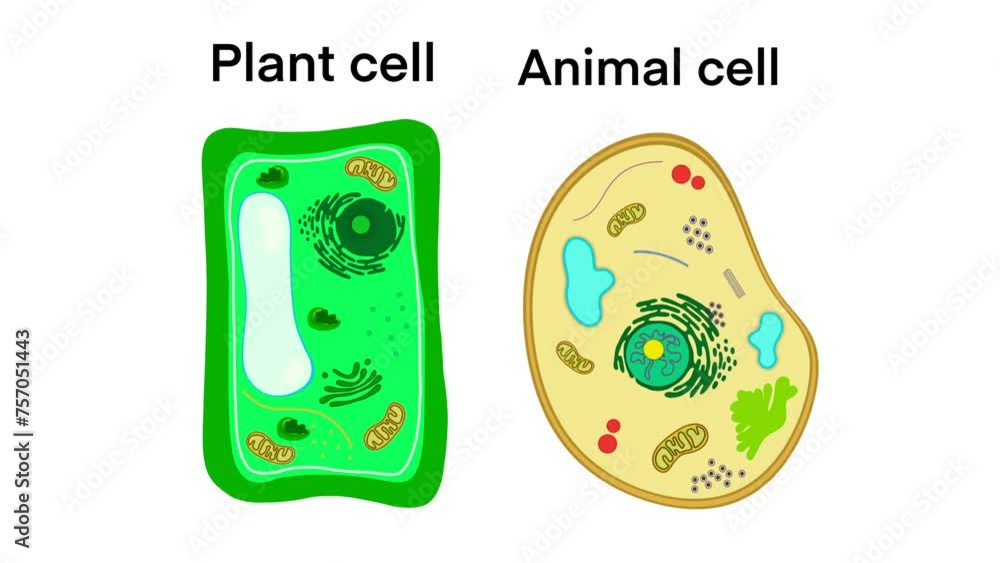 Plant cell and Animal cell structure, The structure of a plant cell and ...