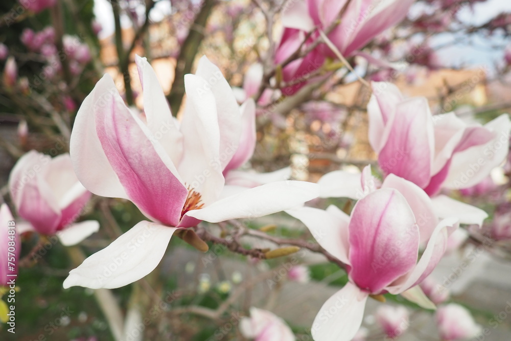Magnolia is a large genus of flowering plant species in subfamily ...