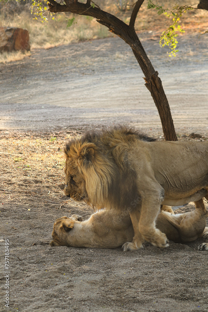 Asiatic Lion Walking freely in Gir Forest. or portrait of a male lion ...