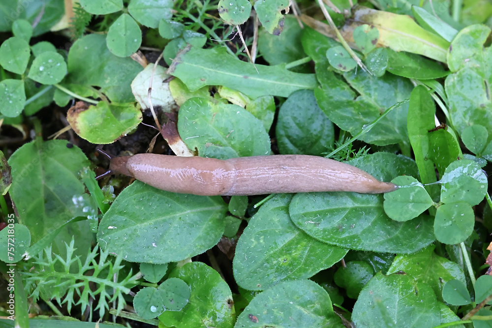 Milky slug, Deroceras agreste, also known as arctic field slug or field slug Stock Photo | Adobe ...