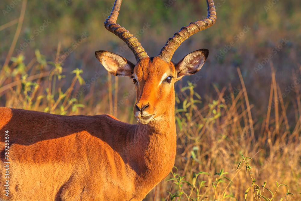 Side view of female of impala, Aepyceros melampus, the most common ...