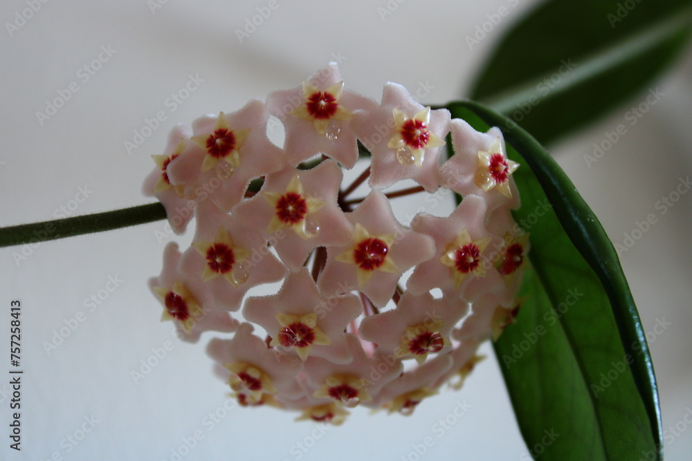 Hoya is a genus of 200–300 species of tropical plants in the dogbane ...