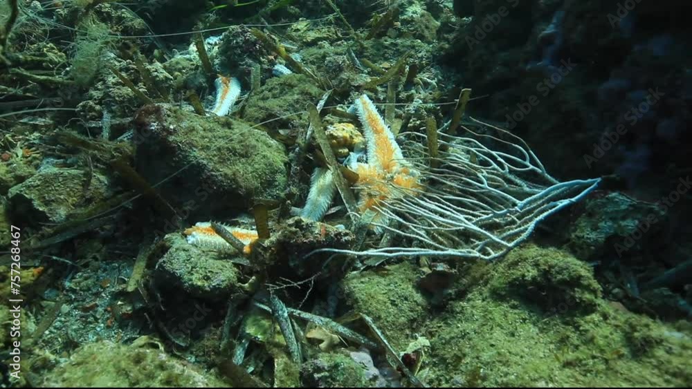 Advancing over starfish shredded by fishing nets that were discarded by ...