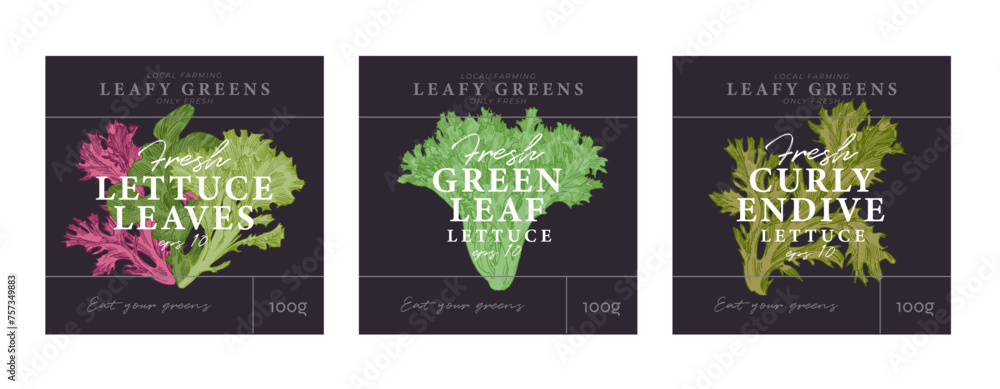 Cabbage and lettuce hand drawn illustrations, modern packaging design ...