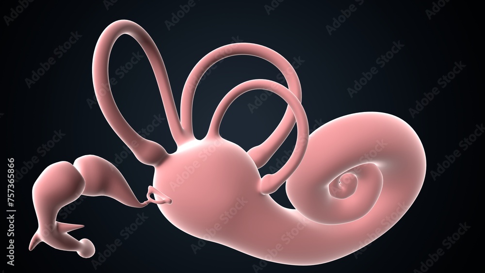 Poster human ear drum and cochlea anatomy. 3d render – Wall Art | UkPosters