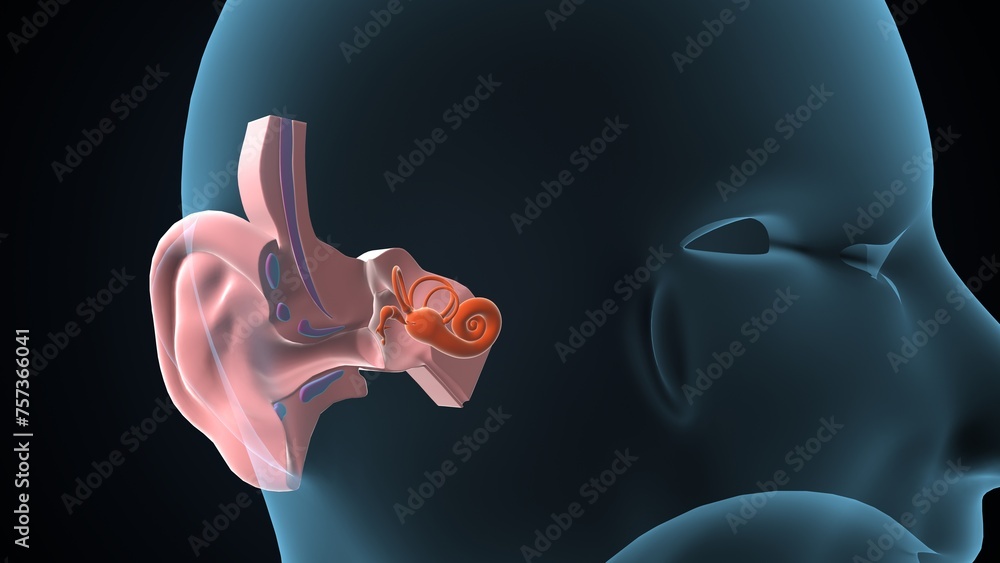 ear anatomy inner medical canal sensory sound nerve illustration. Stock ...