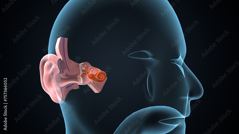 ear anatomy inner medical canal sensory sound nerve illustration. Stock ...