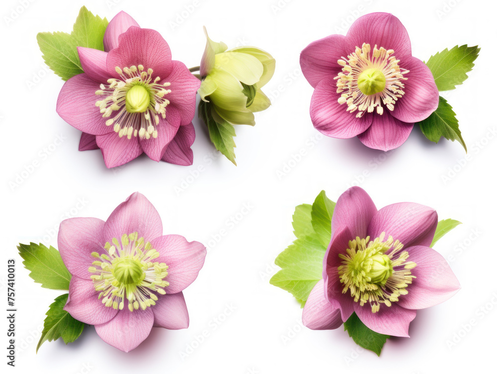 hellebore collection set isolated on transparent background ...