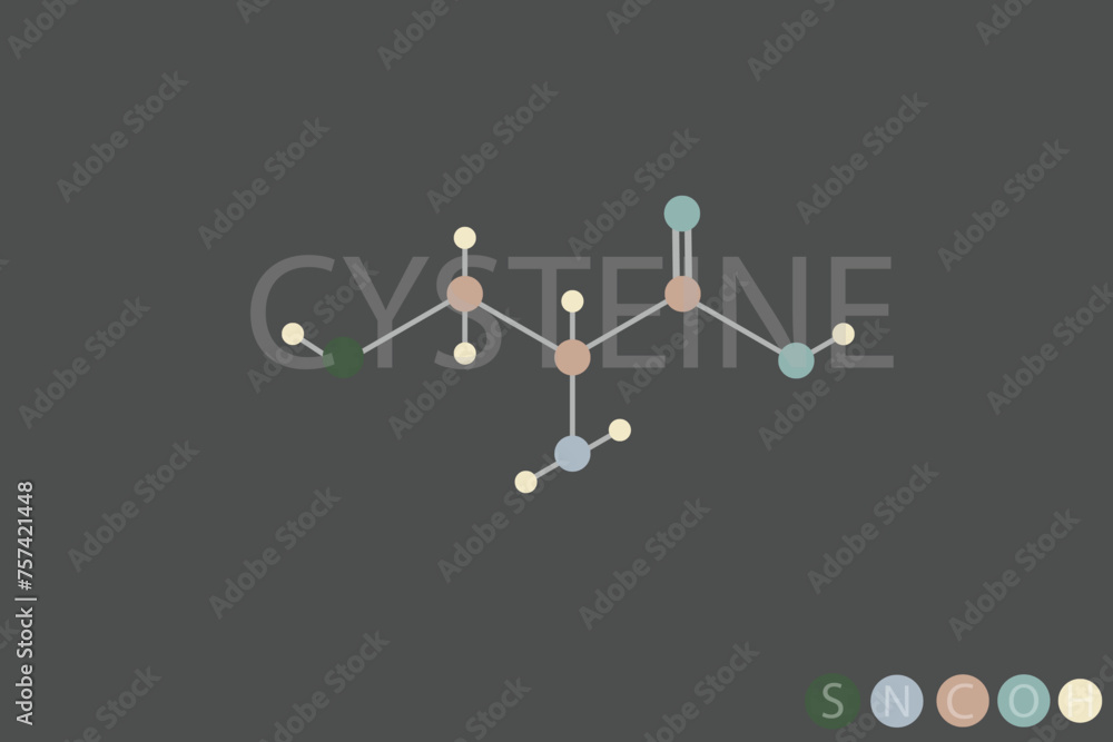 cysteine molecular skeletal chemical formula Stock Vector | Adobe Stock