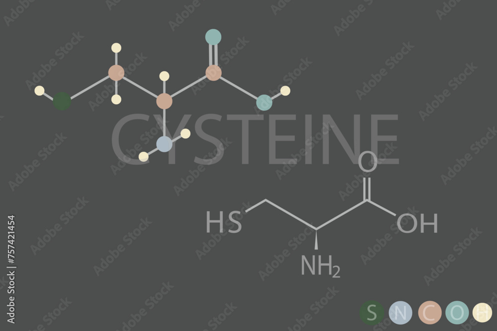 cysteine molecular skeletal chemical formula Stock Vector | Adobe Stock