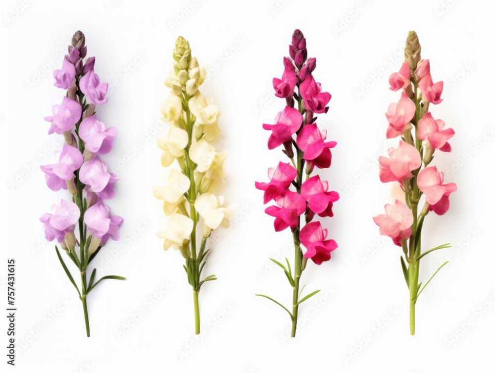 snapdragon collection set isolated on transparent background ...