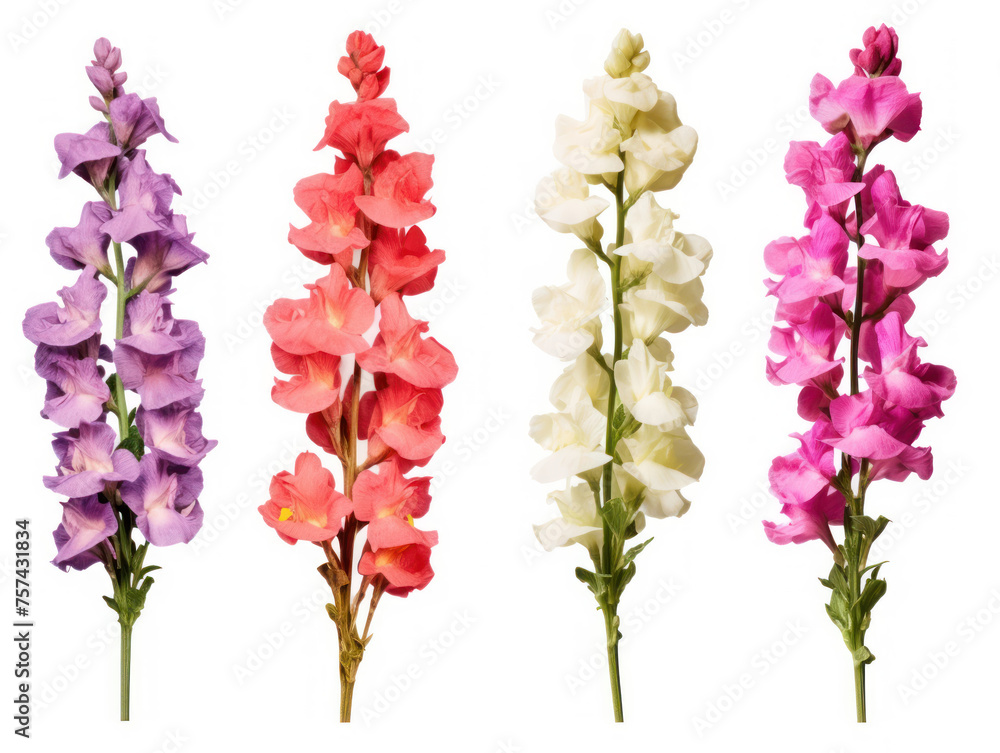 snapdragon collection set isolated on transparent background ...