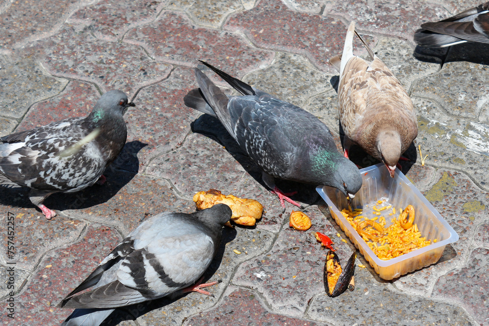 Urban pigeons eating street food abandoned on the pavement. Prawns ...