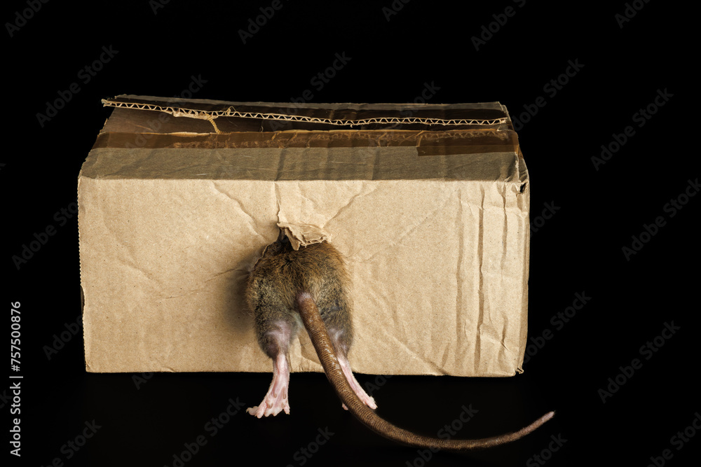 The rat hides in a hole. A mouse climbs into a cardboard box. Back view ...