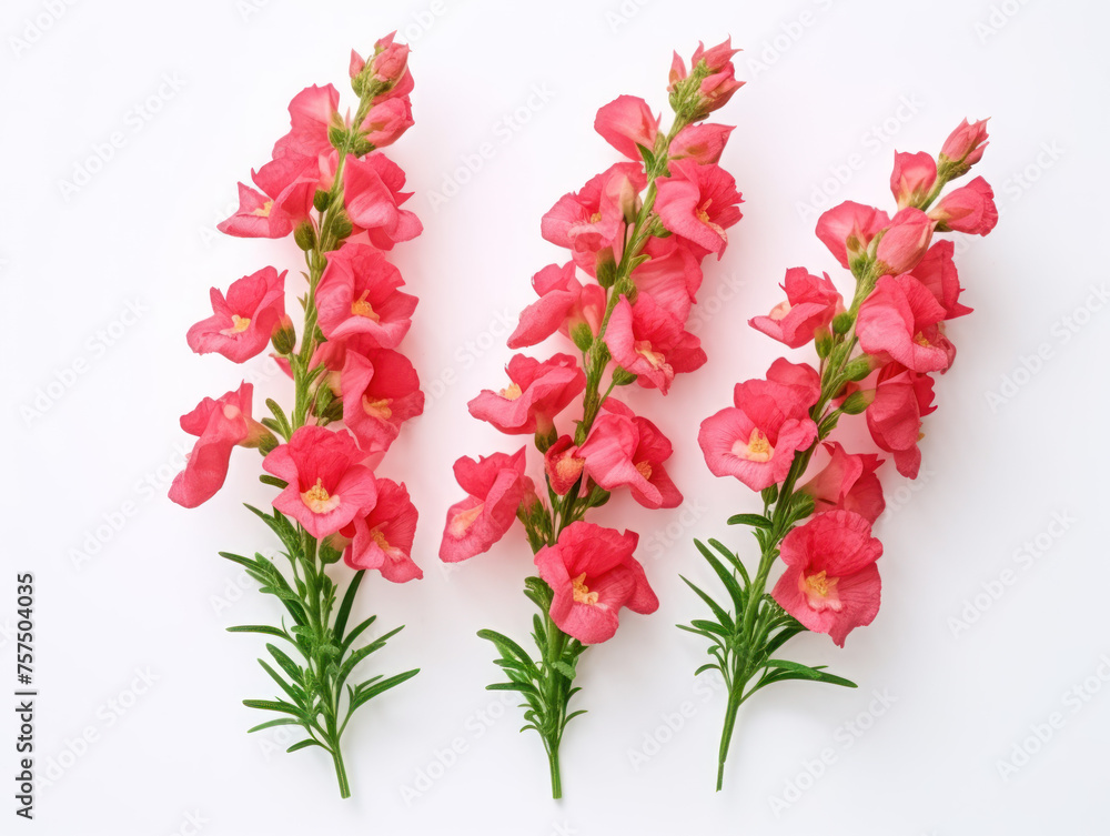 snapdragon flower isolated on transparent background, transparency ...
