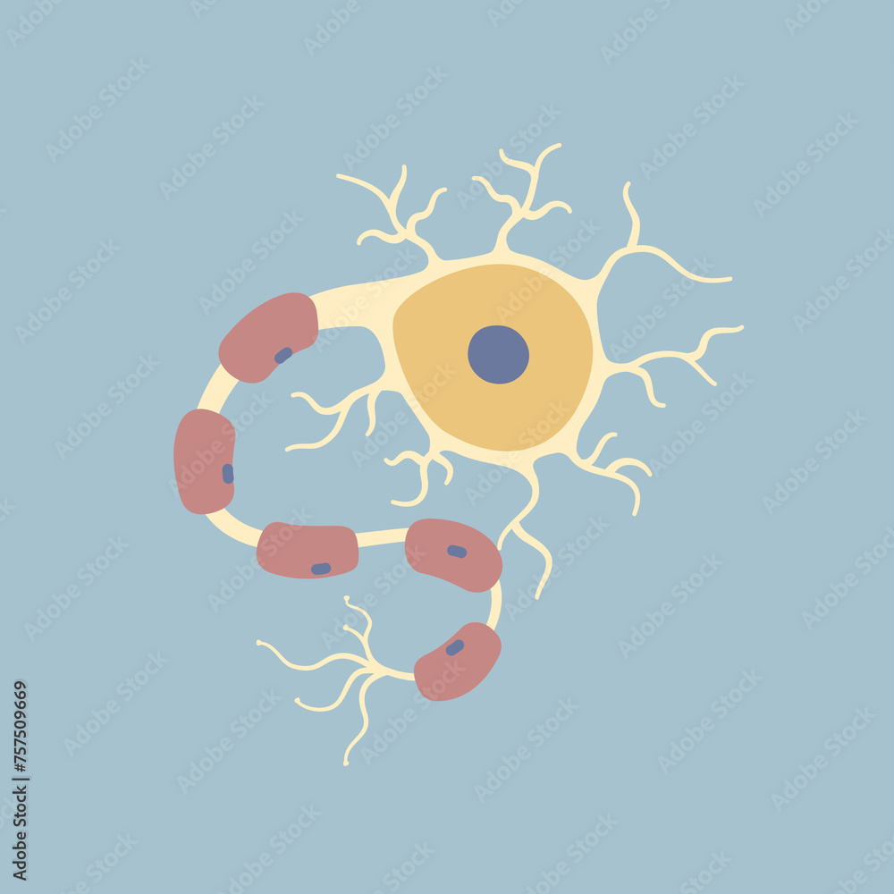 Human Brain multipolar neuron nerve cell. Synapses, myelin sheat, cell ...