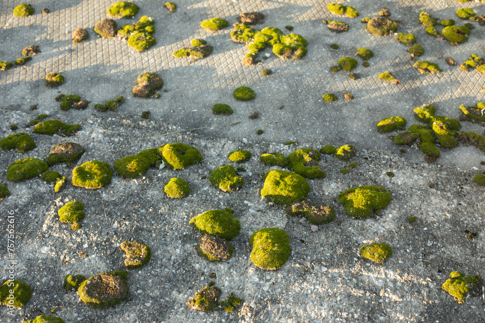Moss on a concrete slab. The formation of moss on the stone. Marsh ...