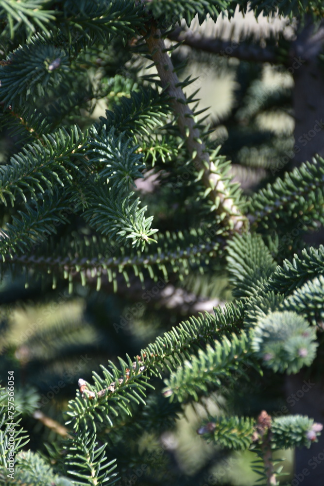 pino, arbol, pine tree, tree, pinsapo, spanish fir, naturaleza ...