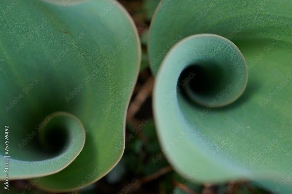 Poster Fibonacci essence in nature; the growth spiral of the tulip leaf ...