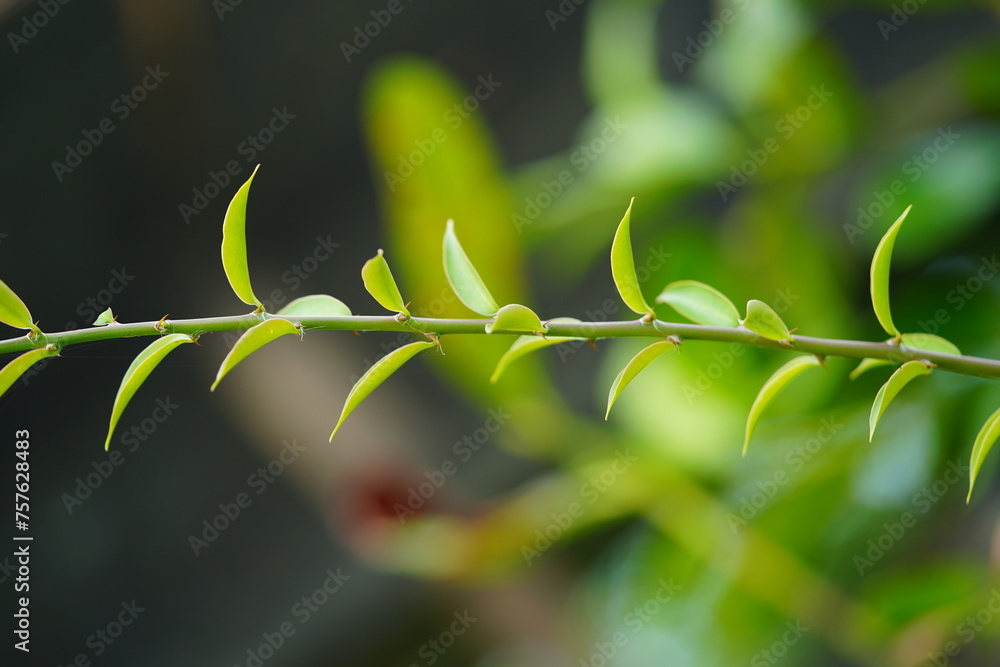 Edible green leaves of the rare tropical plant Pereskia aculeata ...