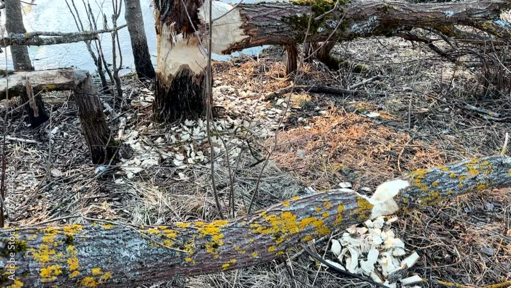 Trees in near river gnawed by beavers. Tree felled by beaver. Beaver ...