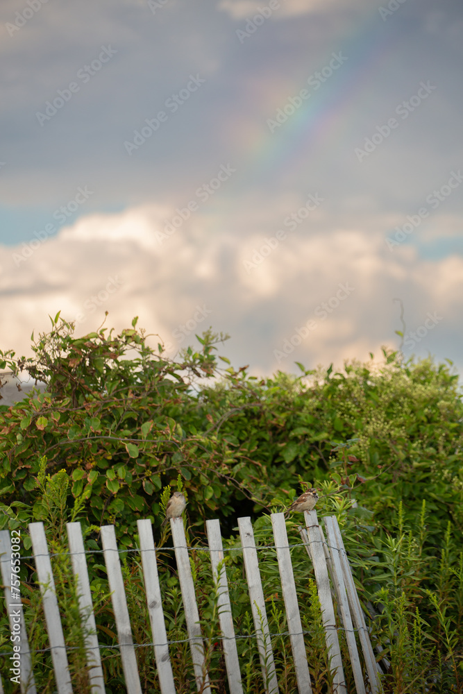 Beach fence with beach rose bush behind it in the summer with blue ...