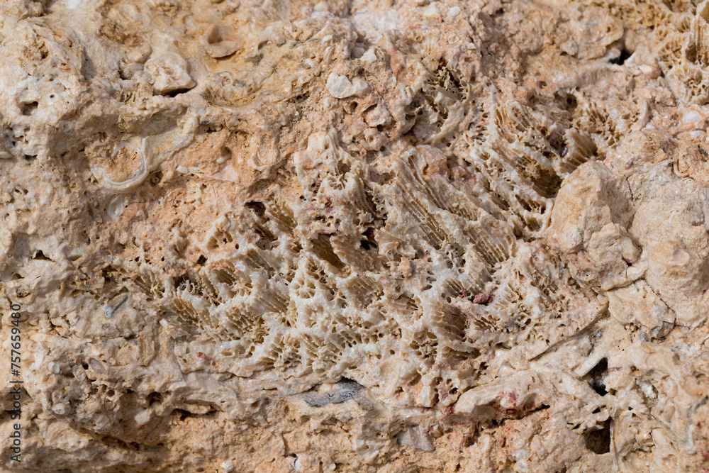 Fossil corals of the Red Sea. Ancient creatures, turned into stone ...