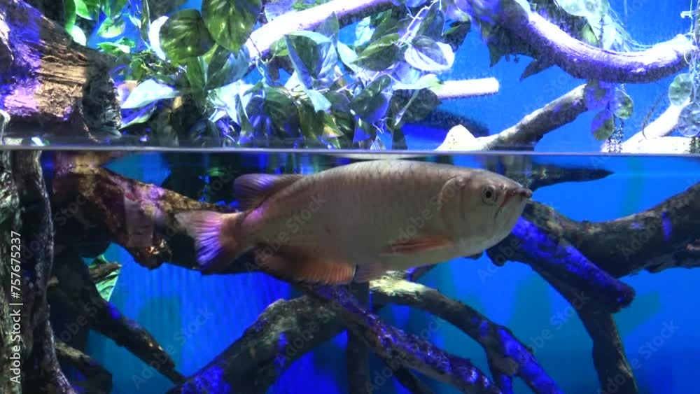 Silver Saratoga fish swimming underwater in the aquarium. Australian ...