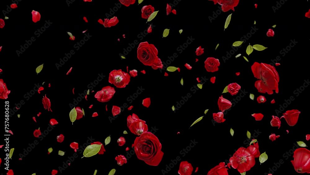 Falling Red Rose Alpha motion footage for festival films and cinematic ...