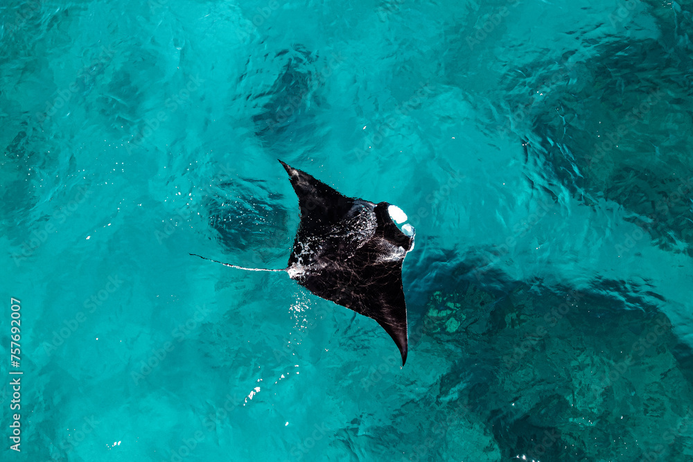 Aerial picture of a reef manta ray swimming in the blue shallow water ...