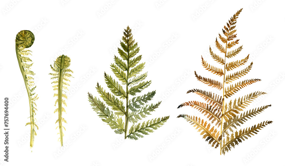watercolor drawing plant of fern, Fiddleheads, fiddlehead greens ...