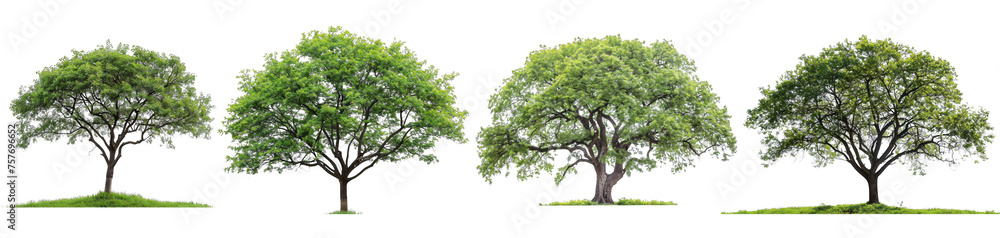 tree png Isolated Elm Tree with transparent Background, Embodying ...