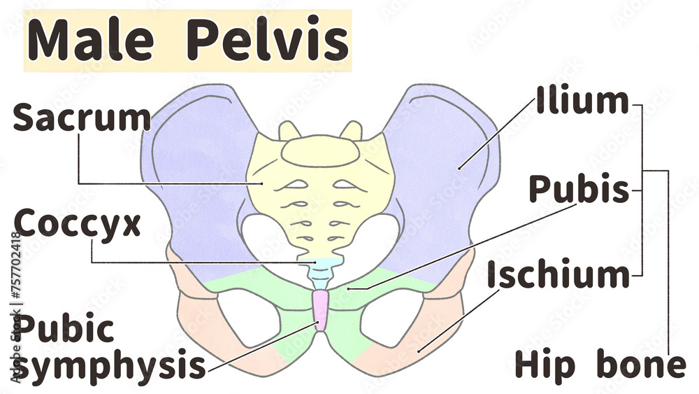Anatomy of male pelvis Labeled diagram Front view PNG Stock ...