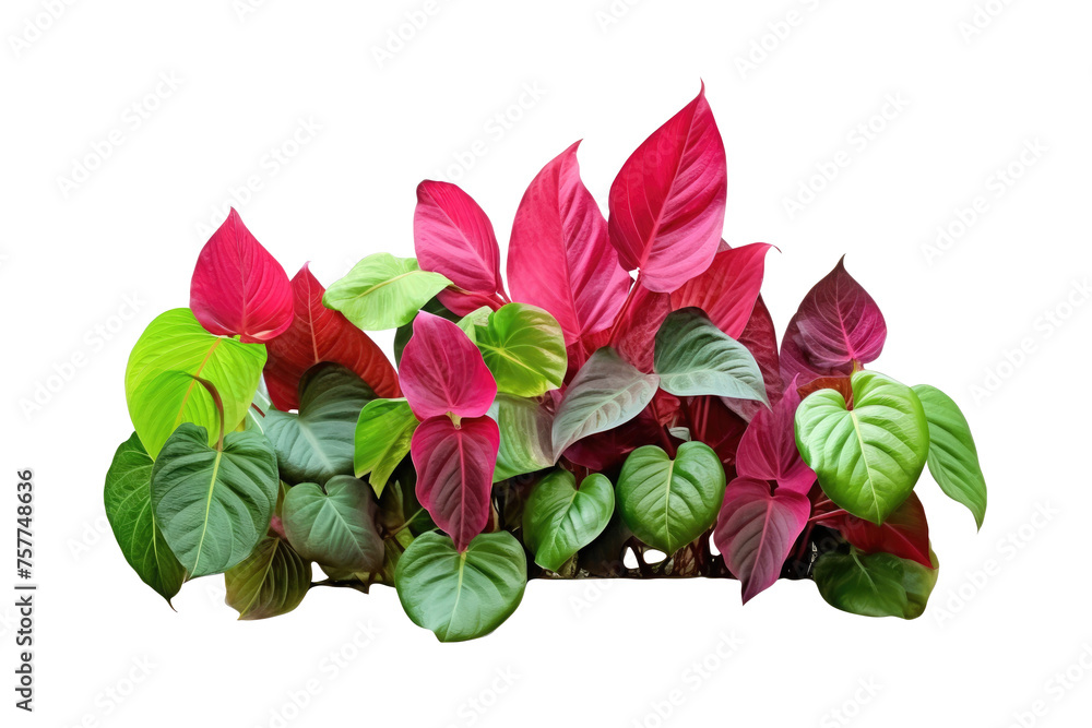 Green leaves of tropical plants bush (Monstera, palm, fern, Iresine ...