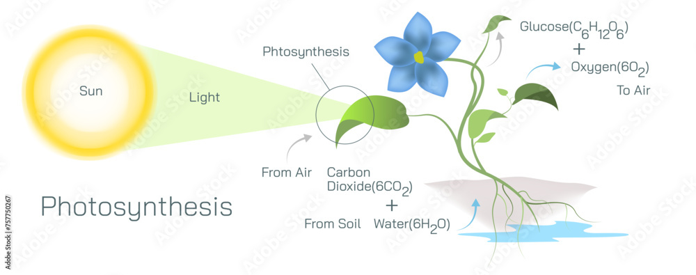 Photosynthesis is a plant vector. Botany and its branches students ...