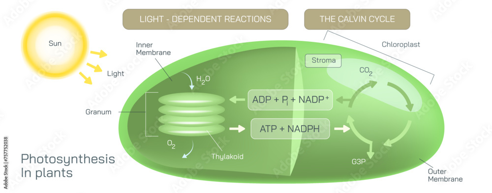Photosynthesis is a plant vector. Botany and its branches students ...