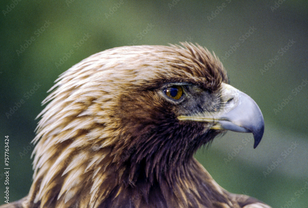 The Golden Eagle is one of the largest, fastest and nimblest raptors in ...