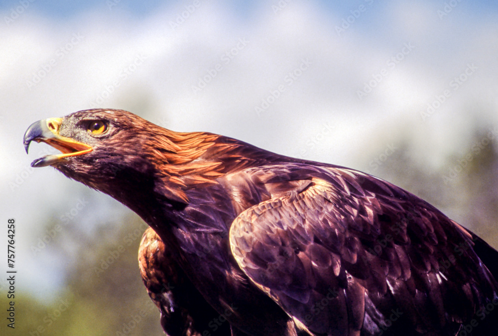 The Golden Eagle is one of the largest, fastest and nimblest raptors in ...