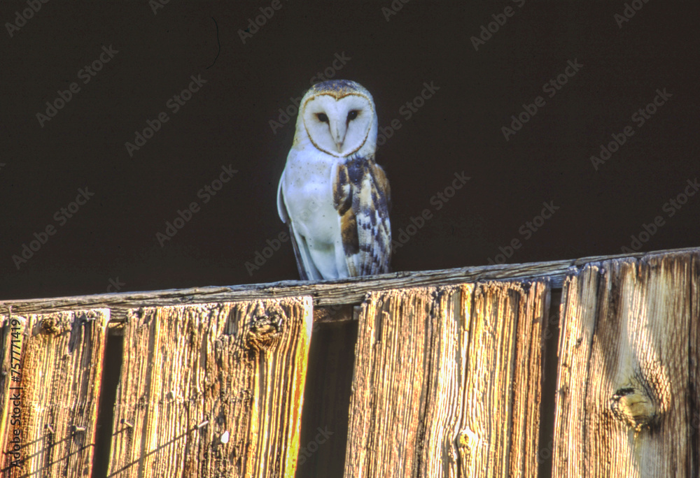 Barn Owls are pale overall with dark eyes. They have a mix of buff and ...