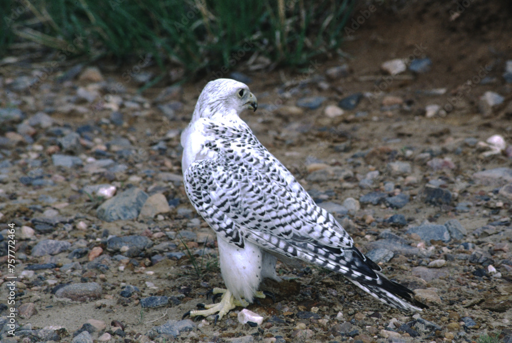 The Gyrfalcon is a regal white bird with black spotting, the birds ...