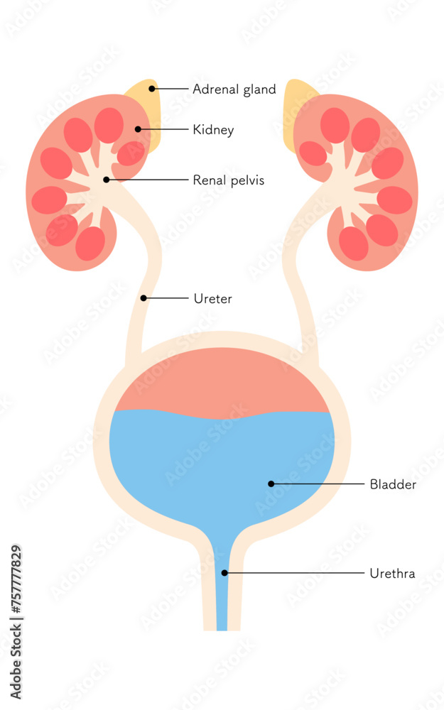 Diagrammatic medical illustration of the urinary organs (kidneys ...