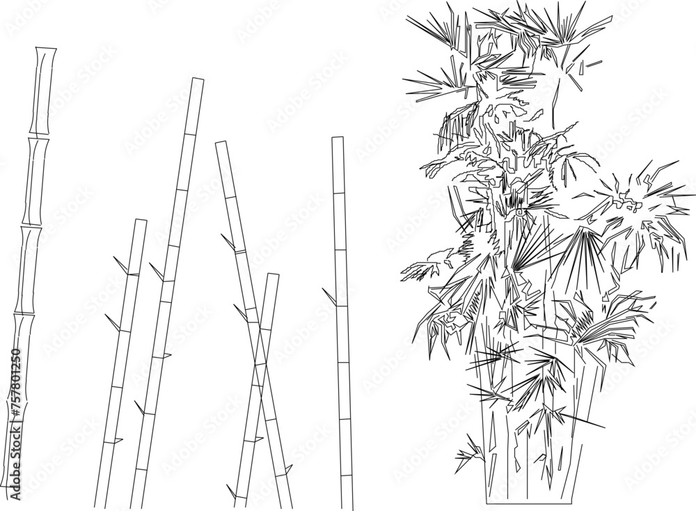 vector sketch illustration of bamboo plant tree design for completeness ...
