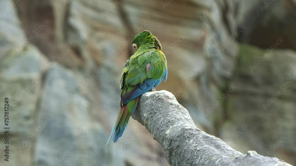 Mini chestnut-fronted macaw, severe macaw (ara severus) perched on ...