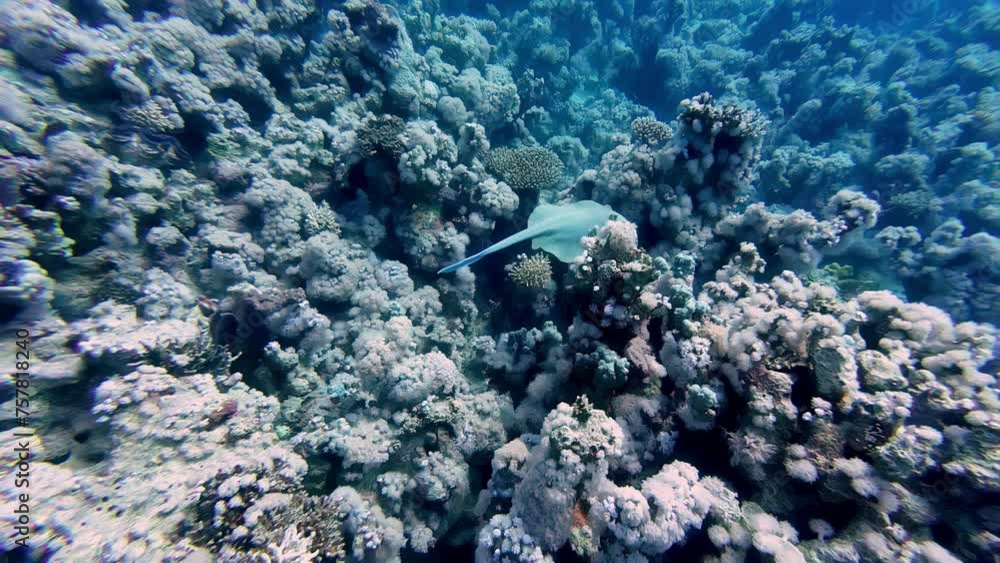 Stingray Swimming Over The Coral Reefs Under The Red Sea. - underwater ...