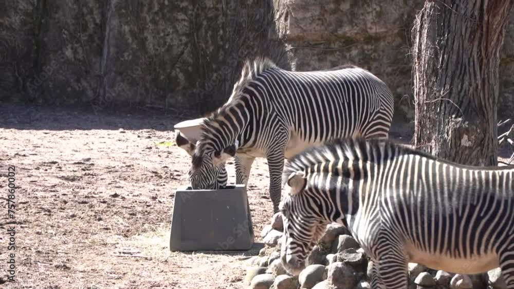 Lincoln zoo Grevy’s zebras are the largest type of zebra, standing 4–5 ...