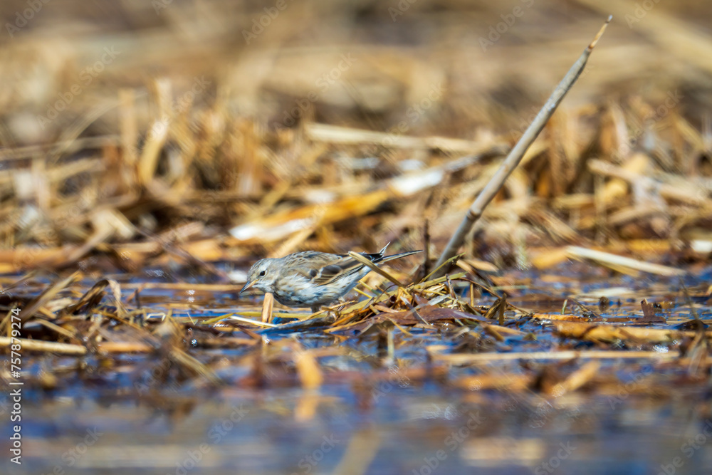 early spring wetland scene. water pipit. a lark sitting on a marsh lark ...