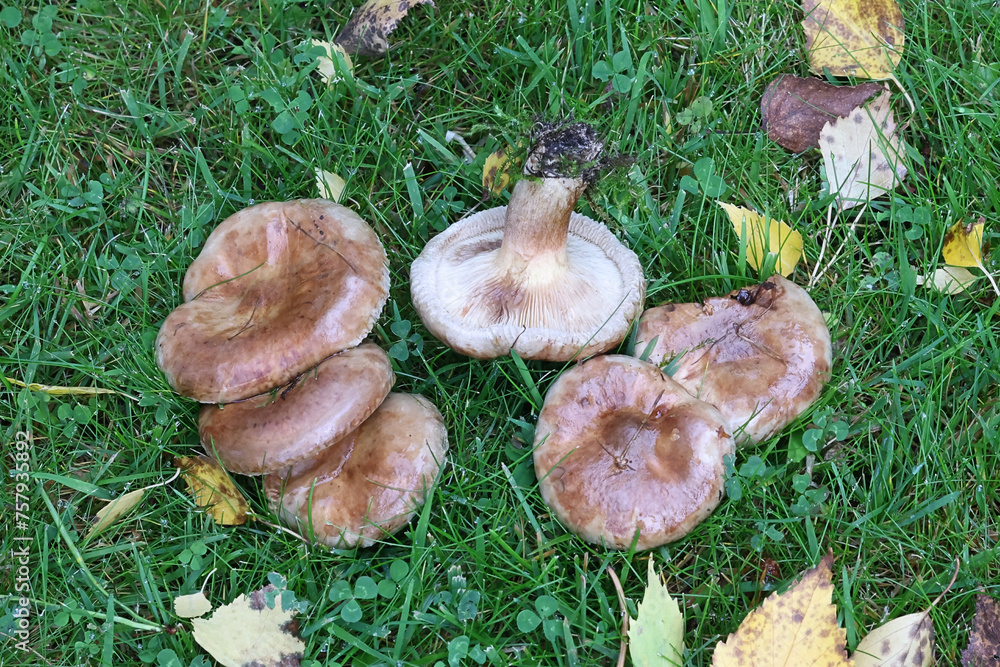 Common roll-rim, Paxillus involutus, also known as the brown roll-rim ...
